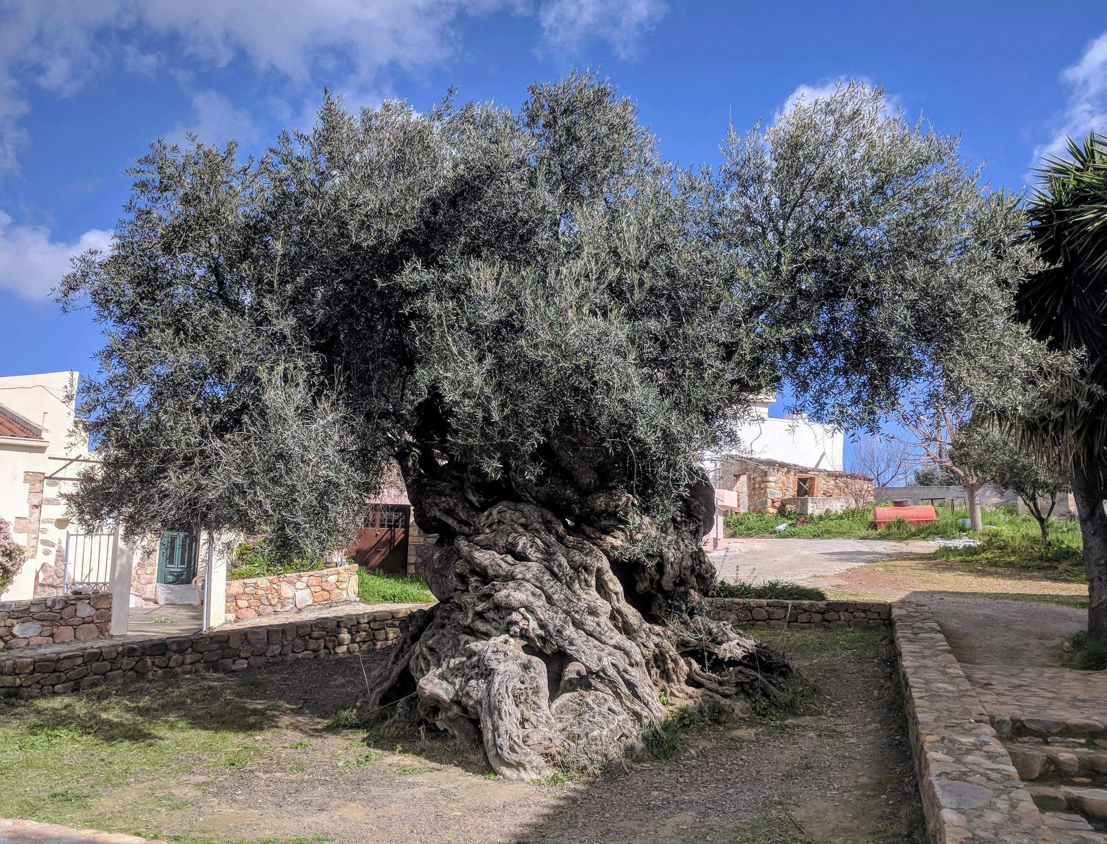 Vouves Olive Tree Museum - Discover Crete