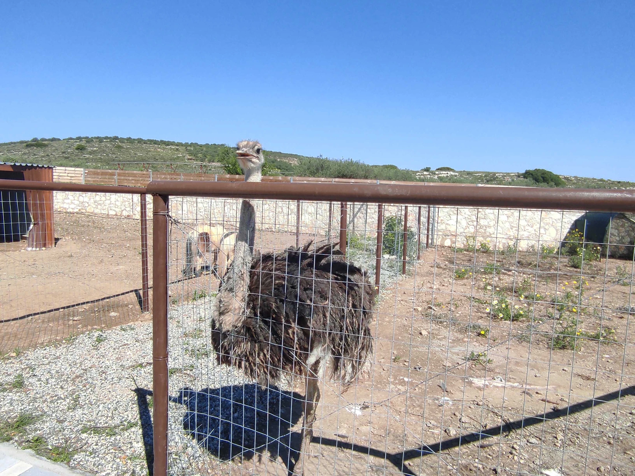 Cretan Animal Park - Discover Crete