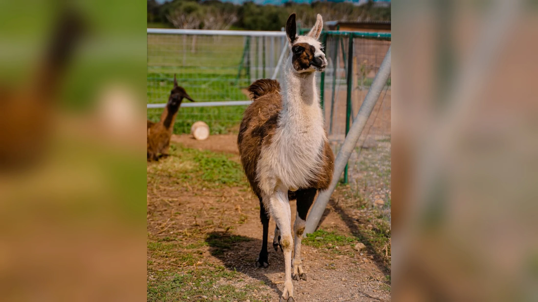 Cretan Animal Park - Discover Crete