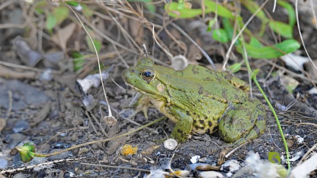 Kri-kri, the Cretan Wild Goat (Capra aegagrus cretica) - Discover Crete