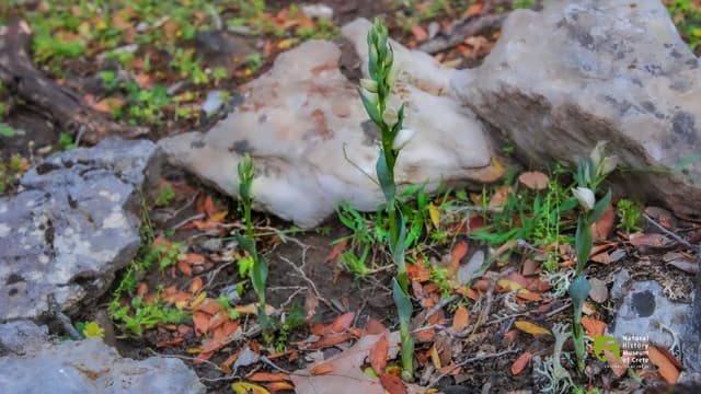 The flora of Crete - Discover Crete