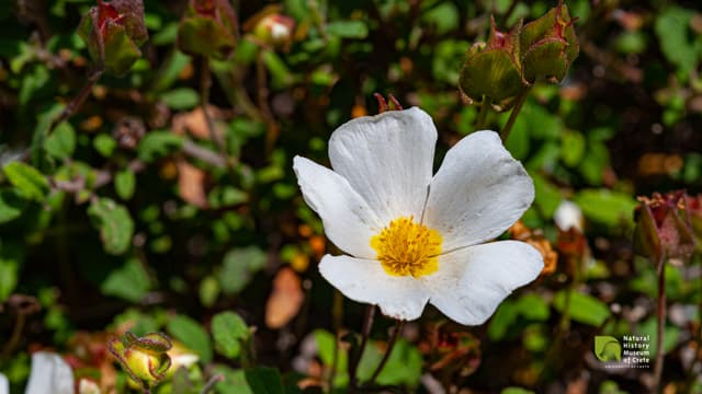 The flora of Crete - Discover Crete