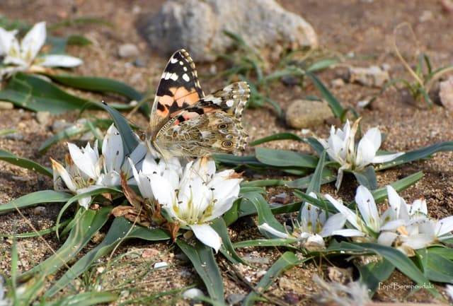 The flora of Crete - Discover Crete