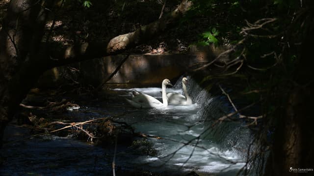 Kri-kri, the Cretan Wild Goat (Capra aegagrus cretica) - Discover Crete