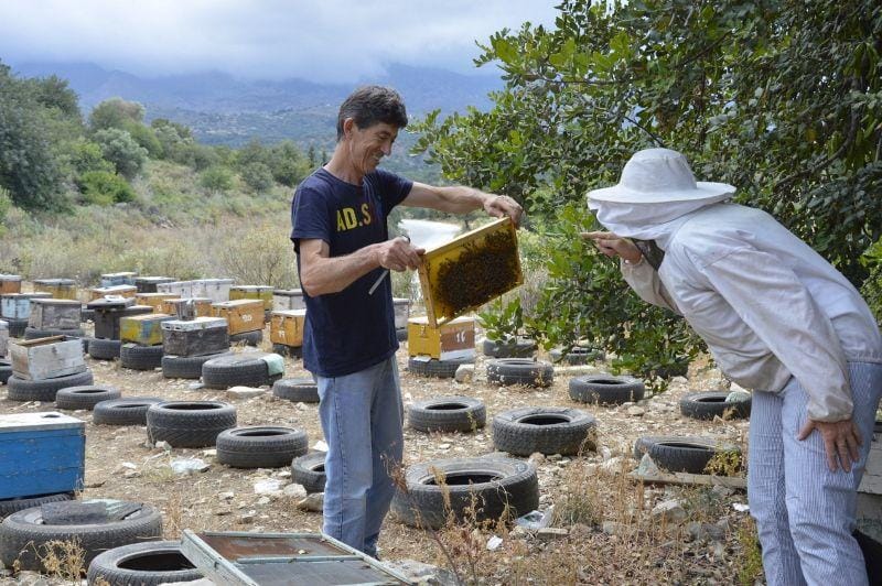 Vamos village: Τhe olive oil path - Discover Crete