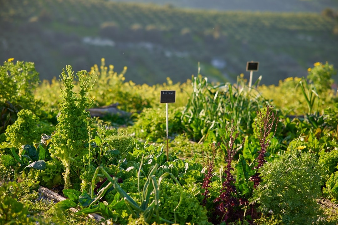 Kokkiadis Honey Farm: Tour of the Regenerative Vegetable Garden & Salad ...