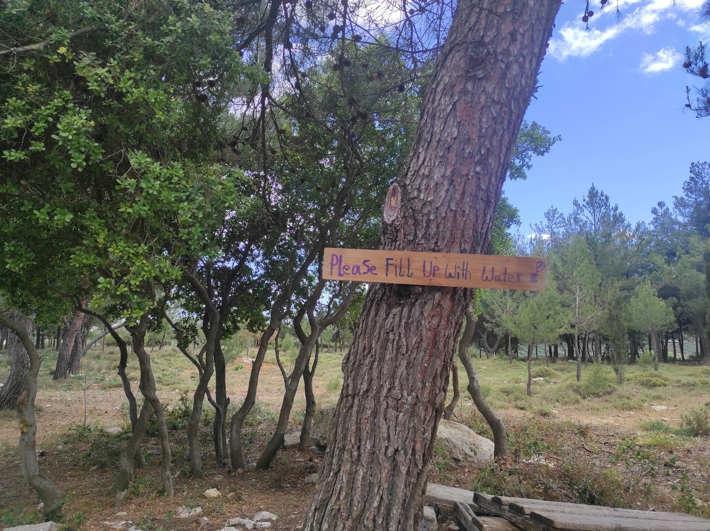 Exploring the Enchanting Fourni Forest: Hiking Amidst Olive Trees and ...