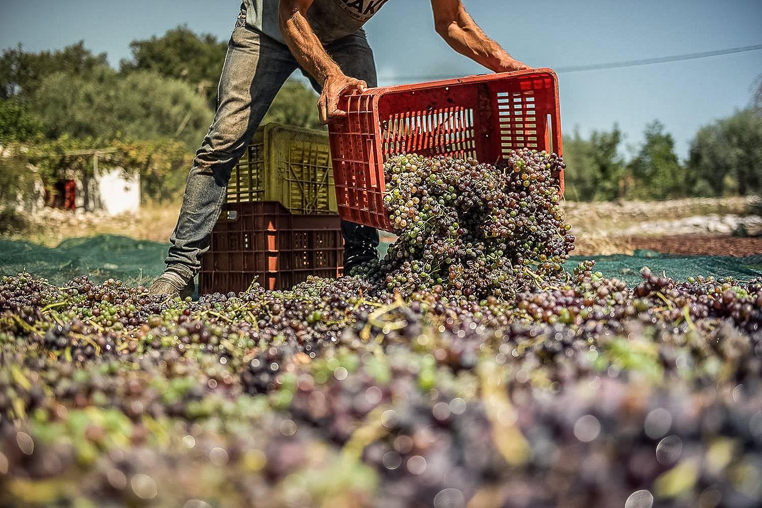 Wine Tasting at Dourakis Winery - Discover Crete