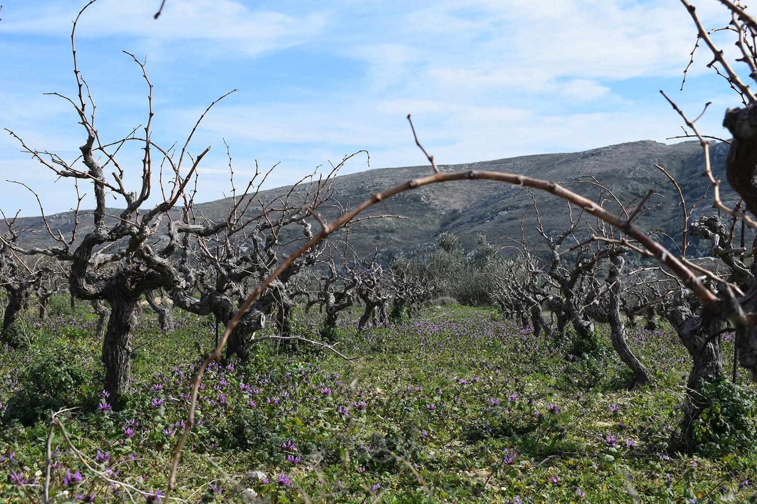 Kissamos: A Vibrant Coastal Gem of Beauty! - Discover Crete