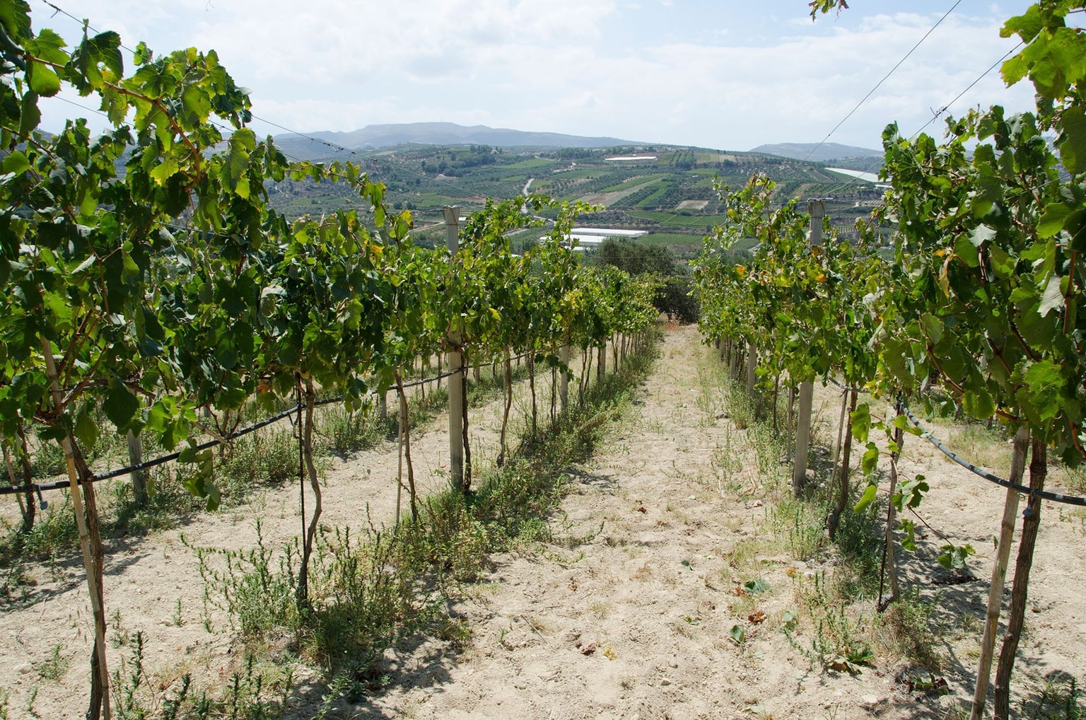Digenakis Winery: Where Wine Meets Culture - Discover Crete