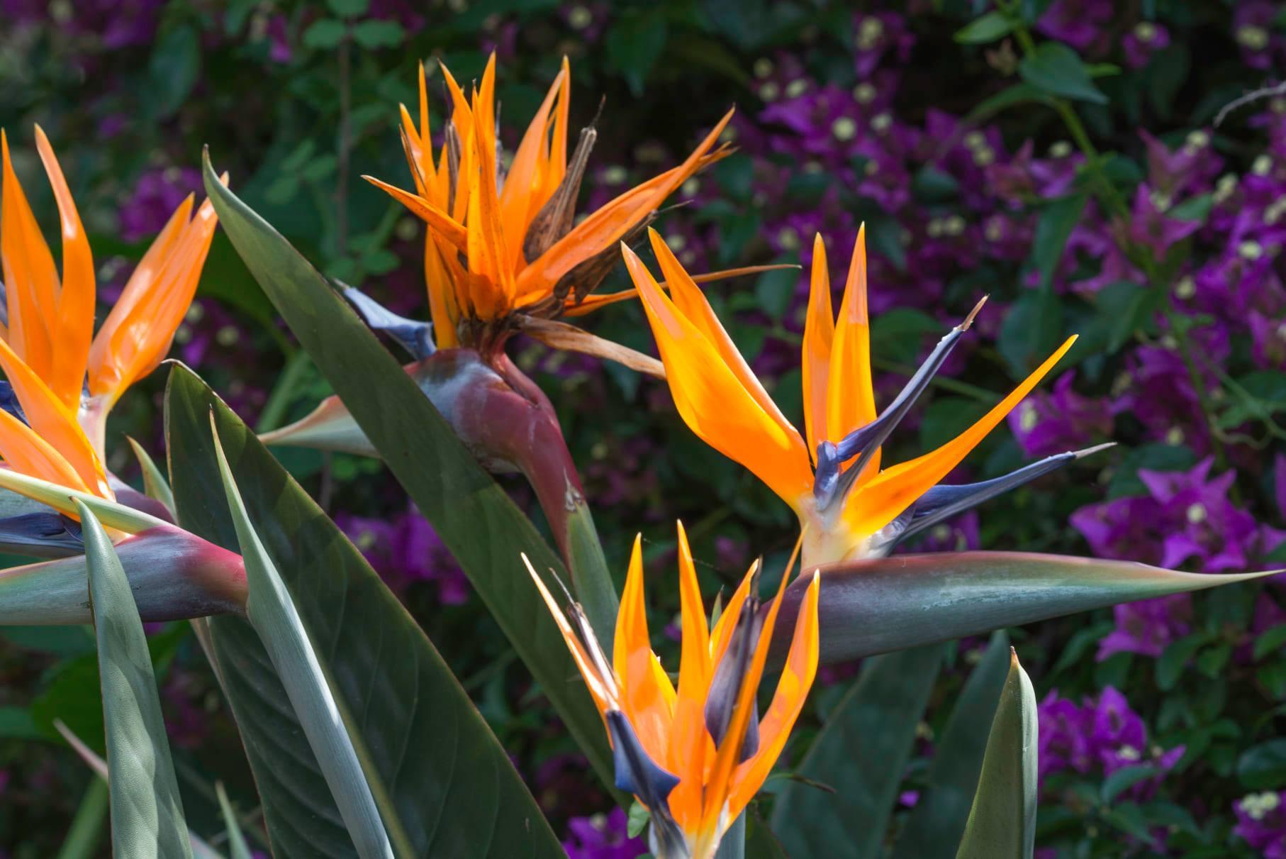 A Walk in the Botanical Park of Crete - Discover Crete