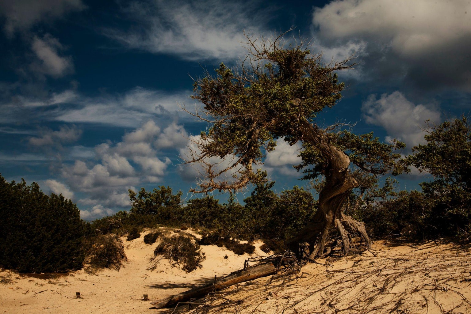 The Enchantment of Chrissi Island, also Known as Gaidouronisi ...