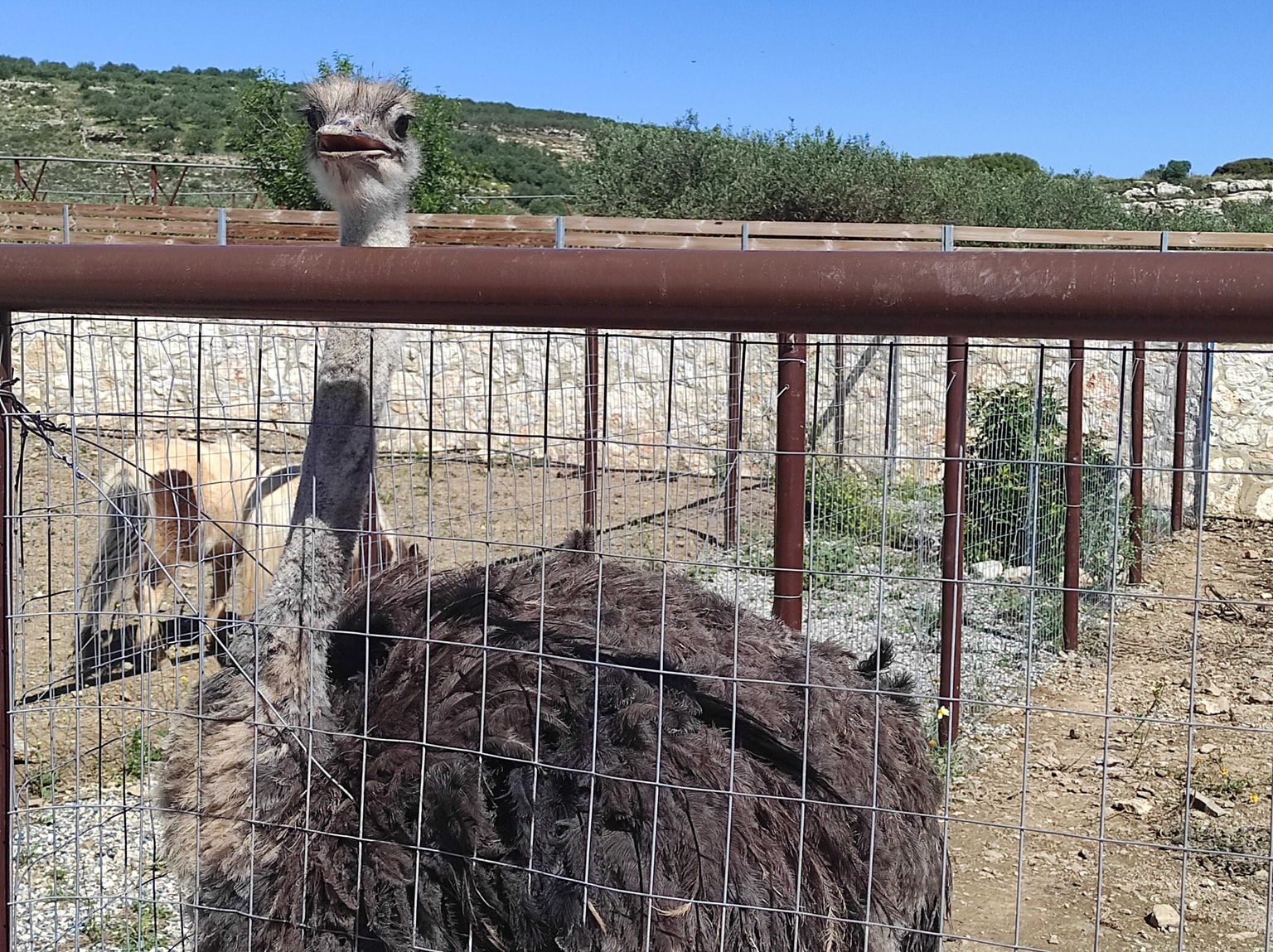 Cretan Animal Park - Discover Crete