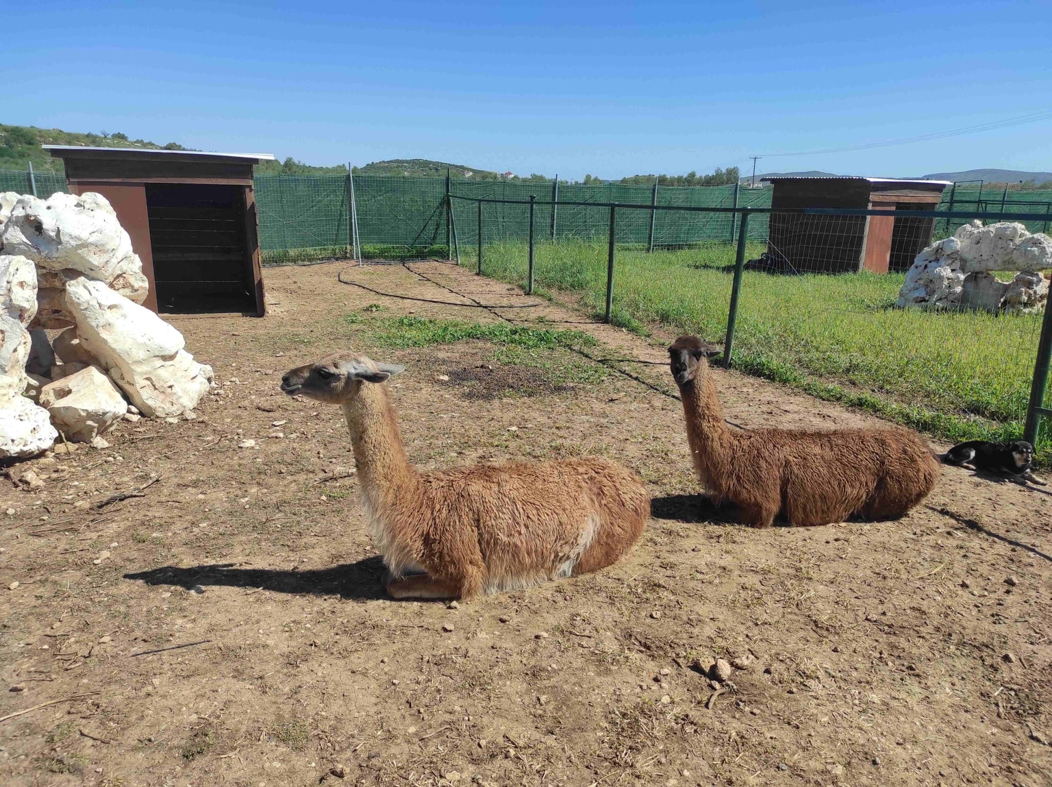 Cretan Animal Park - Discover Crete