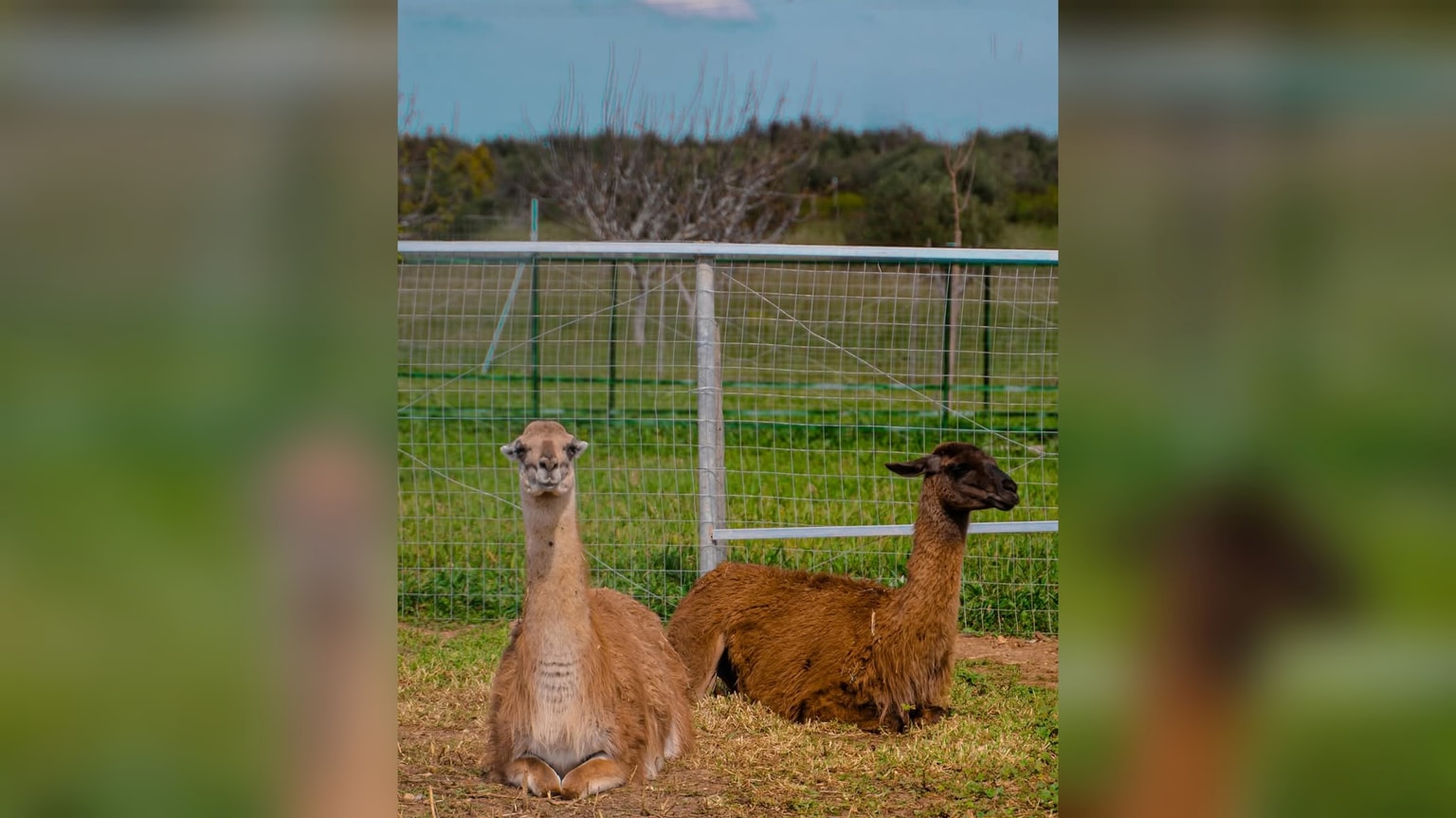 Cretan Animal Park - Discover Crete