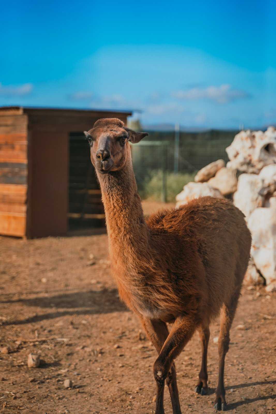 Cretan Animal Park - Discover Crete
