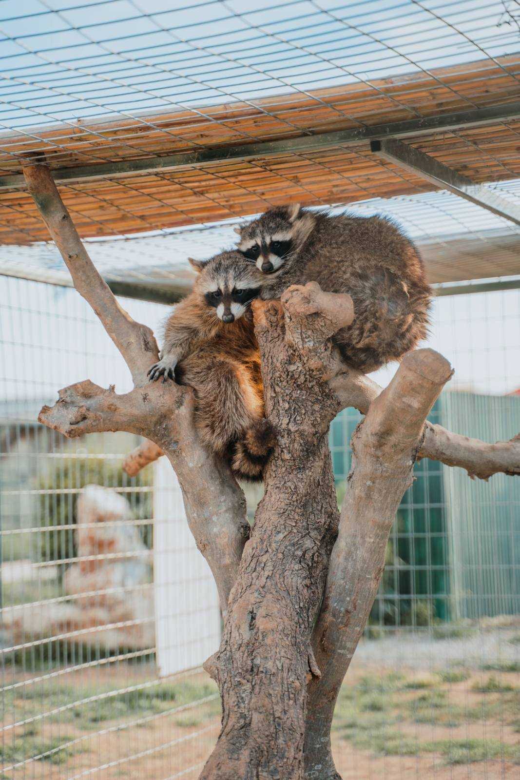 Cretan Animal Park - Discover Crete