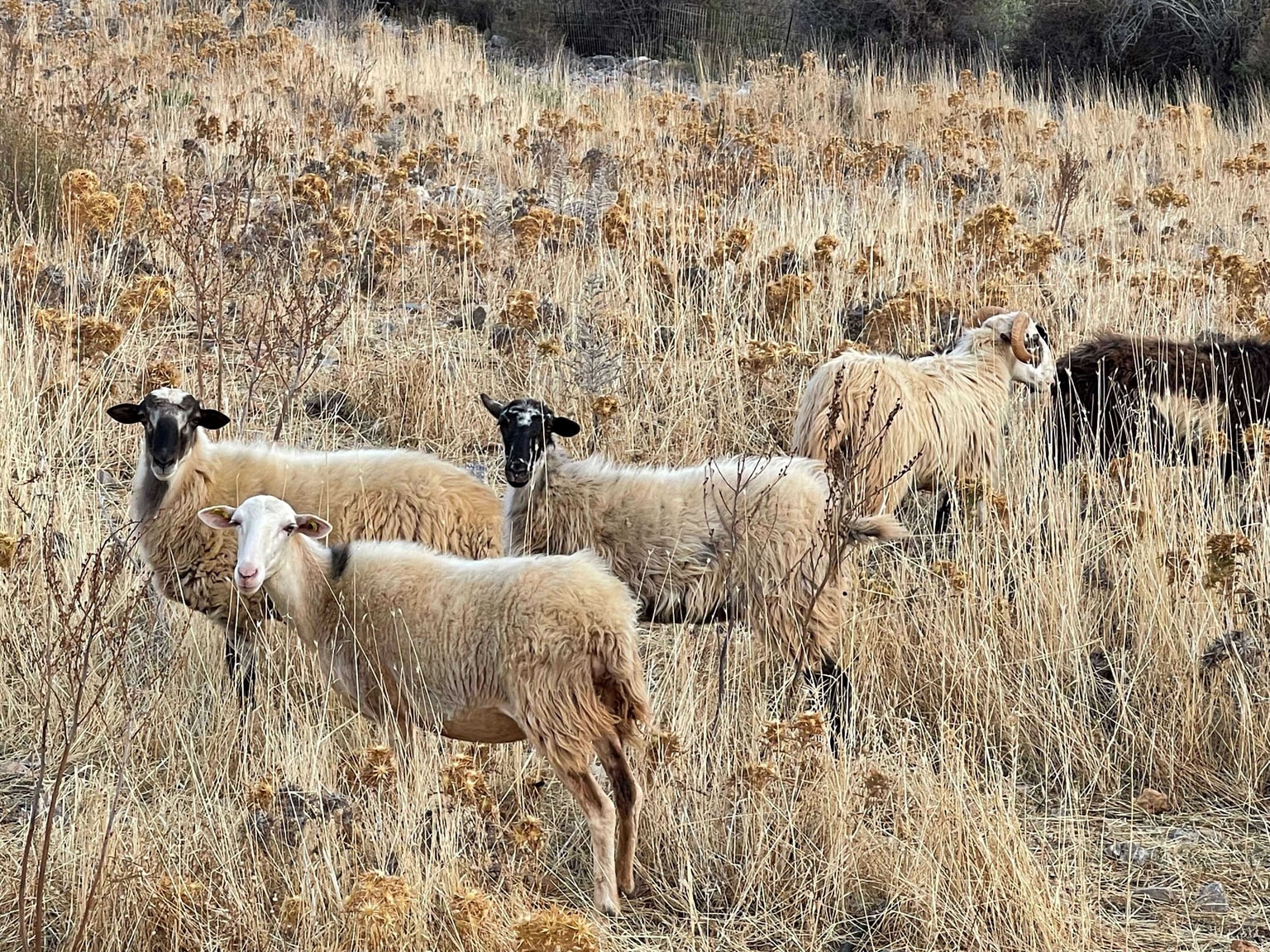 Koumi: The Village of Livestock Breeders - Discover Crete
