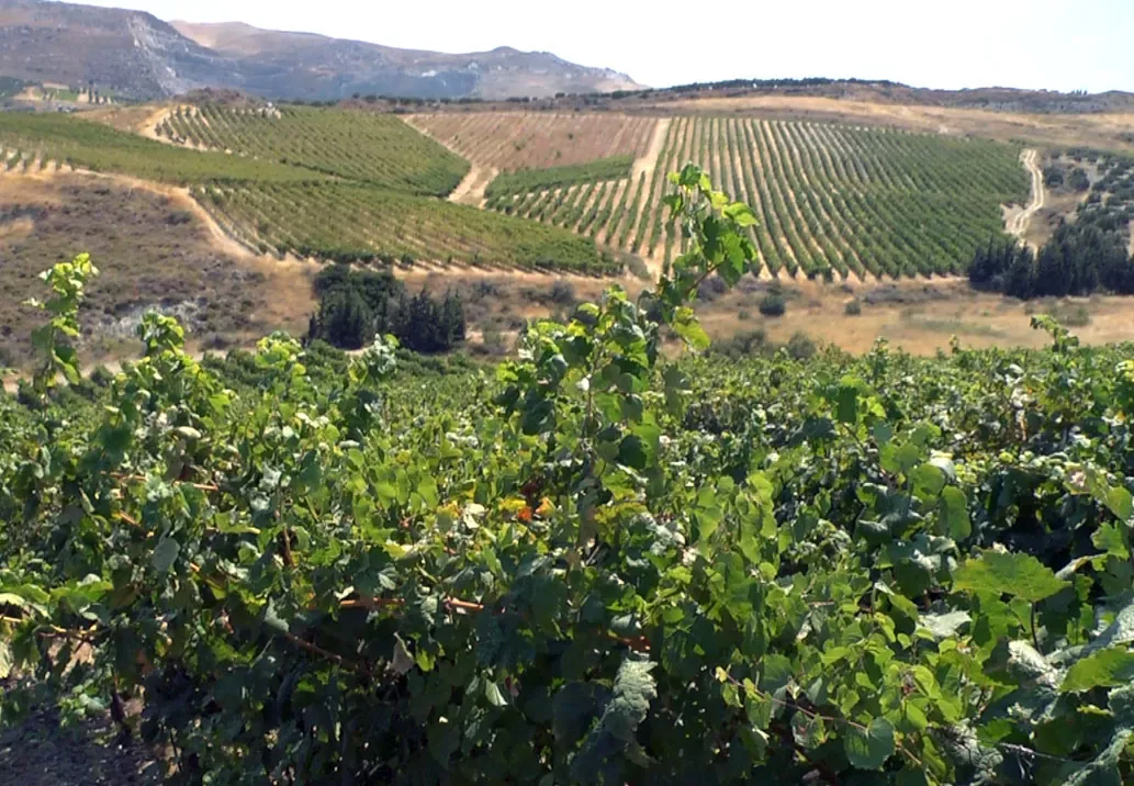 Wine Tasting Experience at Michalakis Winery - Discover Crete