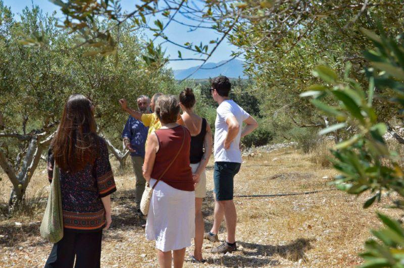 Vamos village: Τhe olive oil path - Discover Crete
