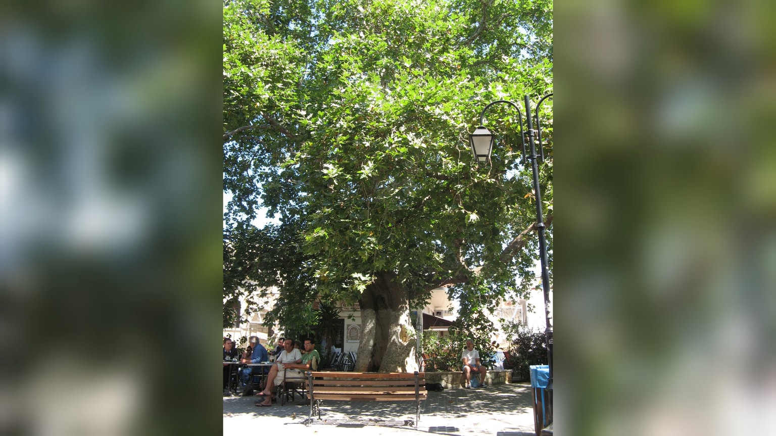 The Plane Tree of Splantzia - Discover Crete