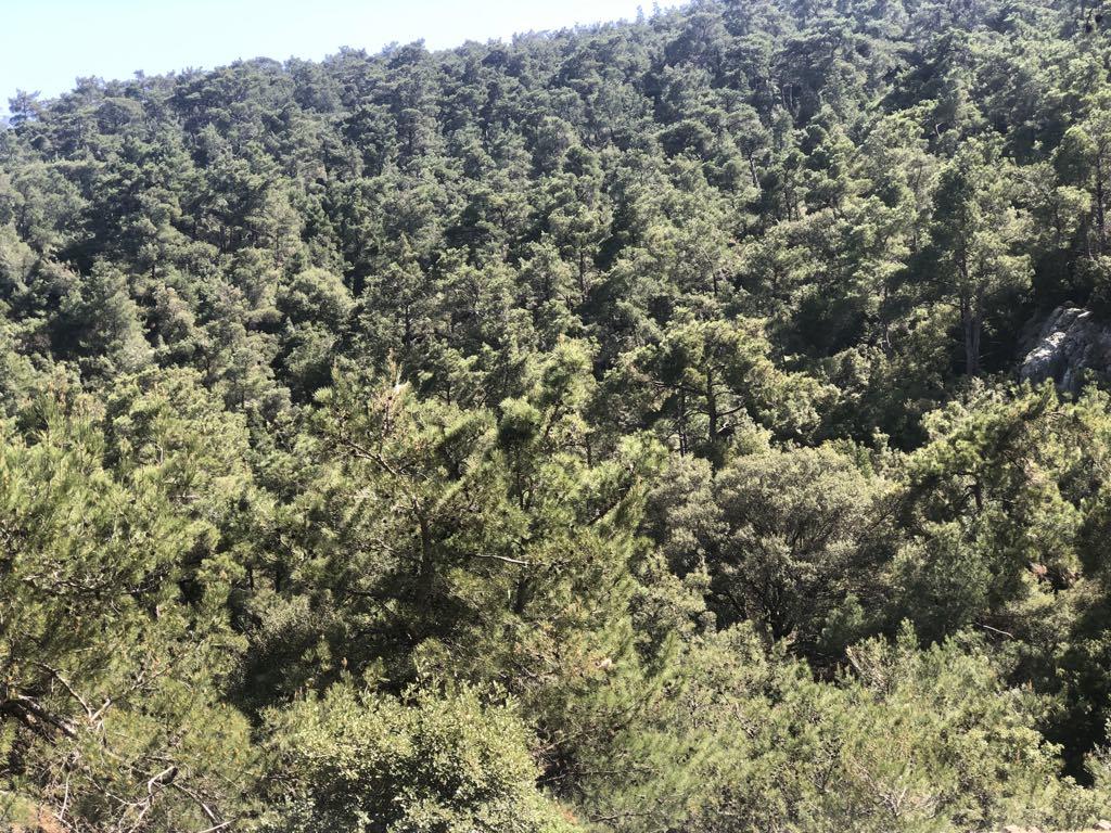 Δάσος Κρούστα - Discover Crete